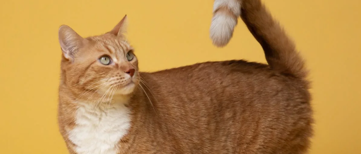 Importance Of Understanding Your Cat’s Defecation Condition