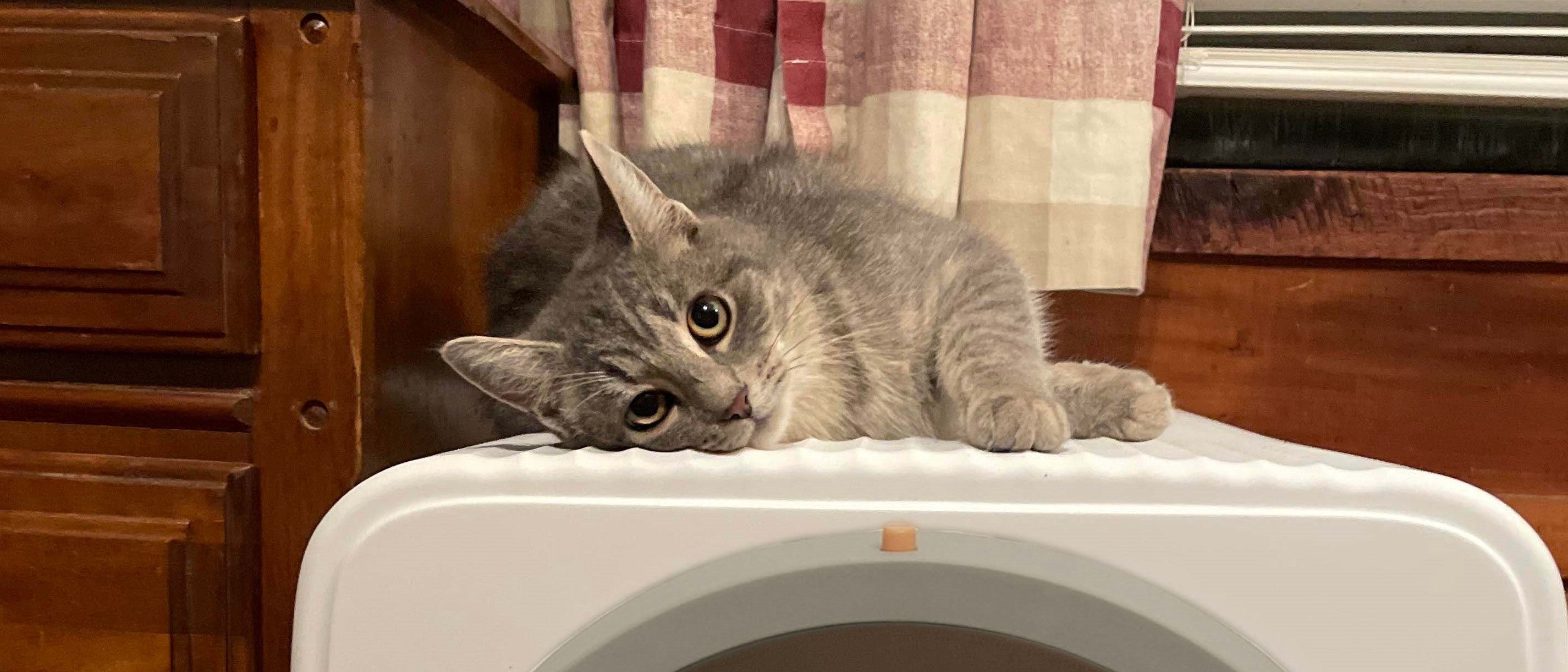 Decoding the Colors in a Cat's World: Understanding Feline Vision