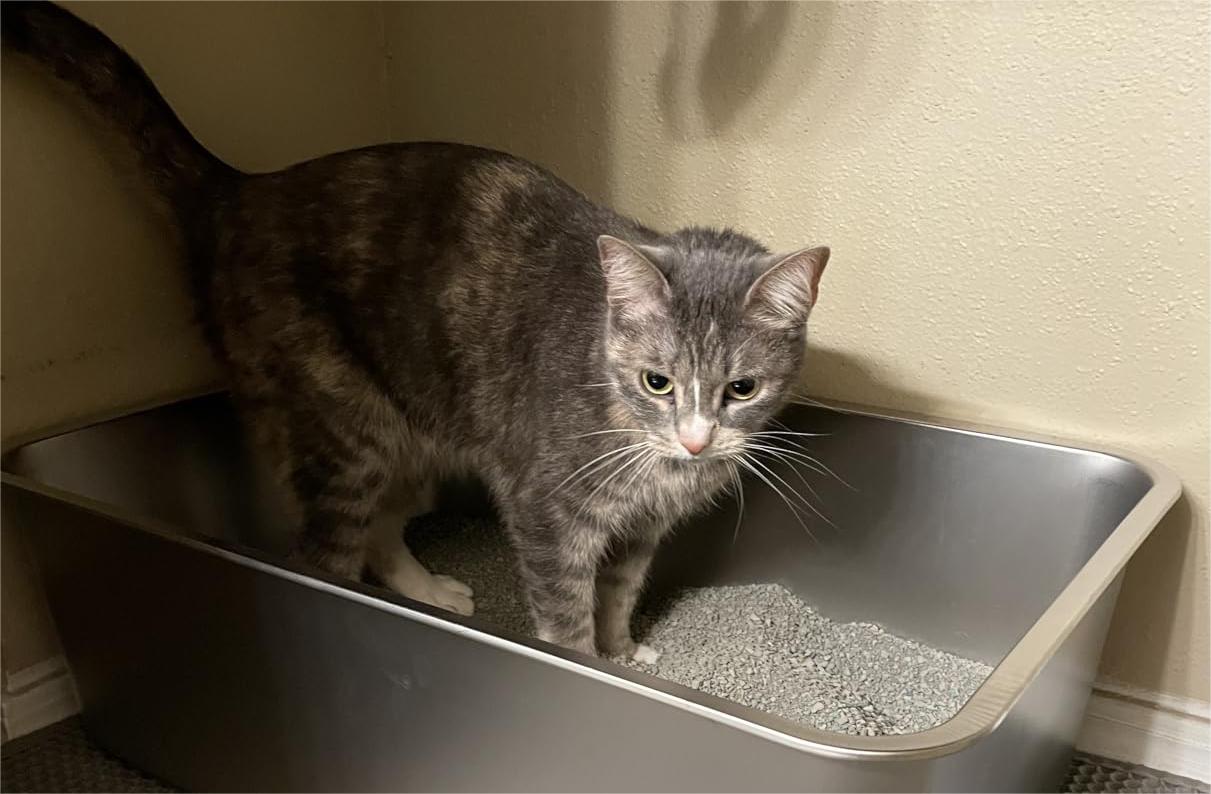 Innovations in Stainless Steel Litter Box Design