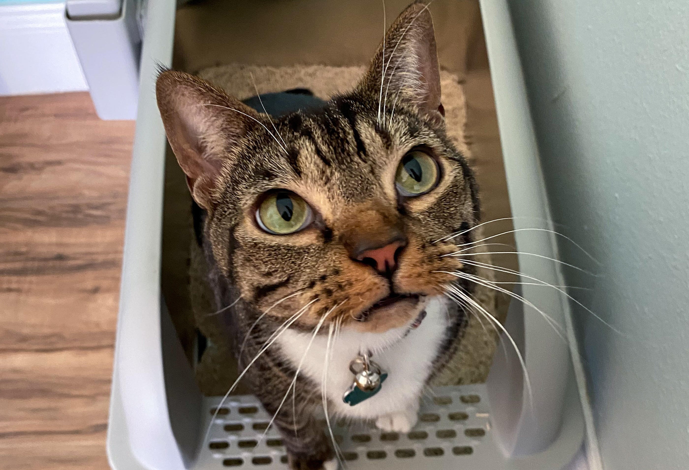 Unveiling the Silent Language: Understanding Feline Body Language